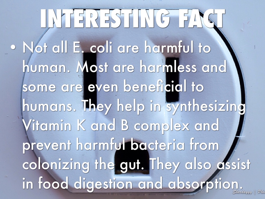 E.Coli Bacteria by Isamar Leal
