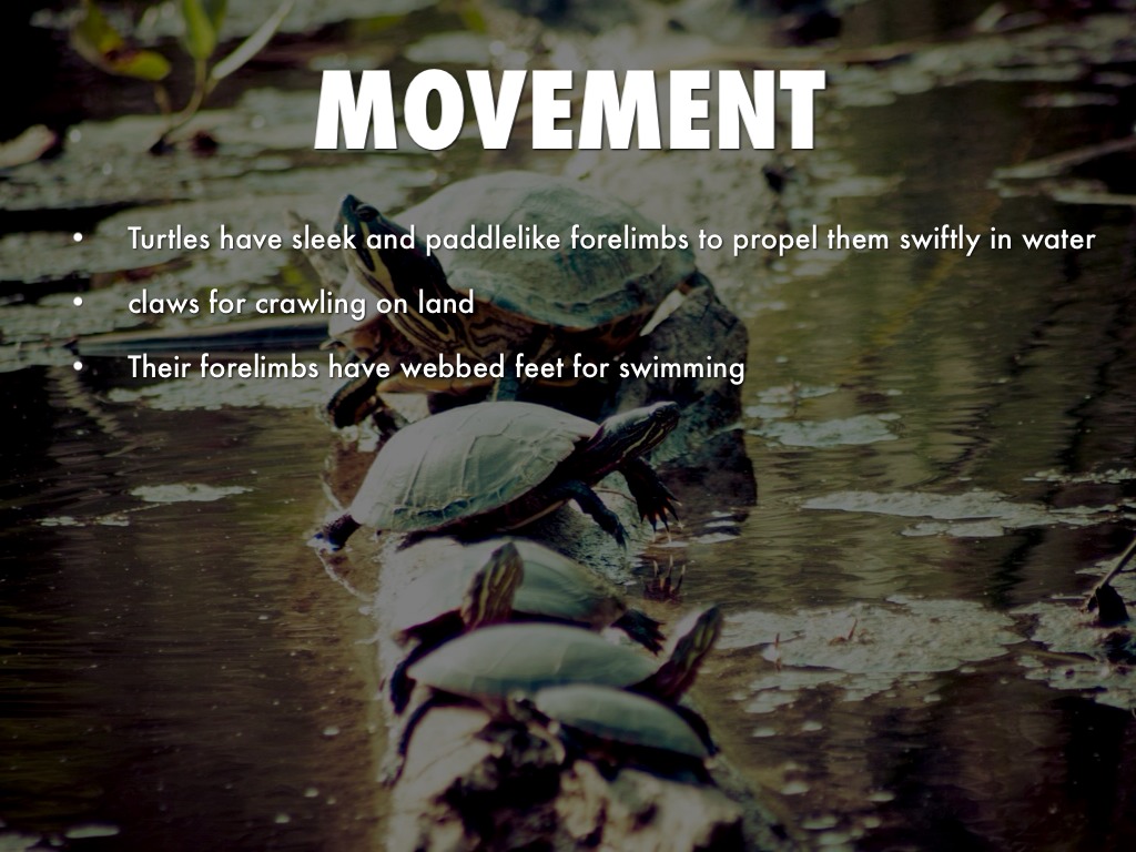 Turtles by Steven Green