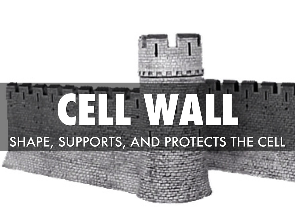 The Cell Is Like A Castle Campanella Shepherd Period 4