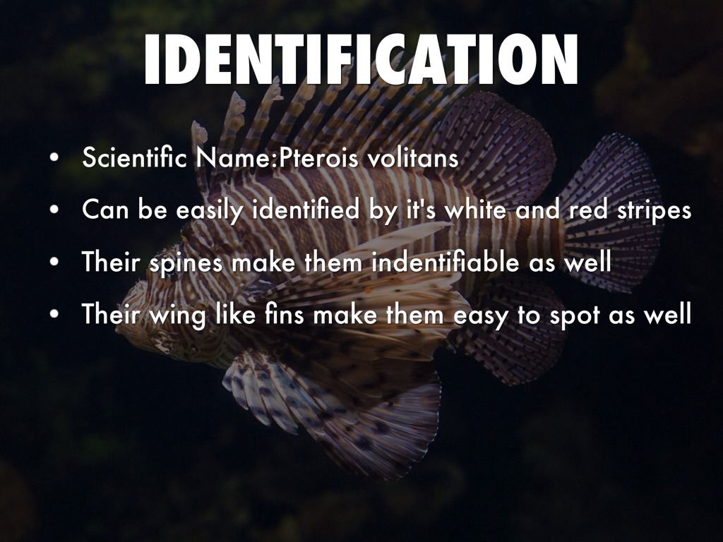 WANTED: Lionfish by Omar Alkhatib