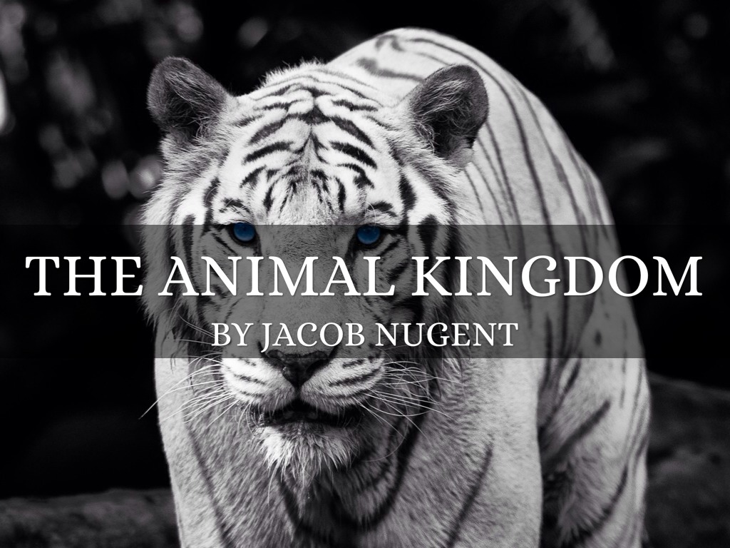 Animal Kingdom by 🏀Jacob🏀 🏈Nugent🏈