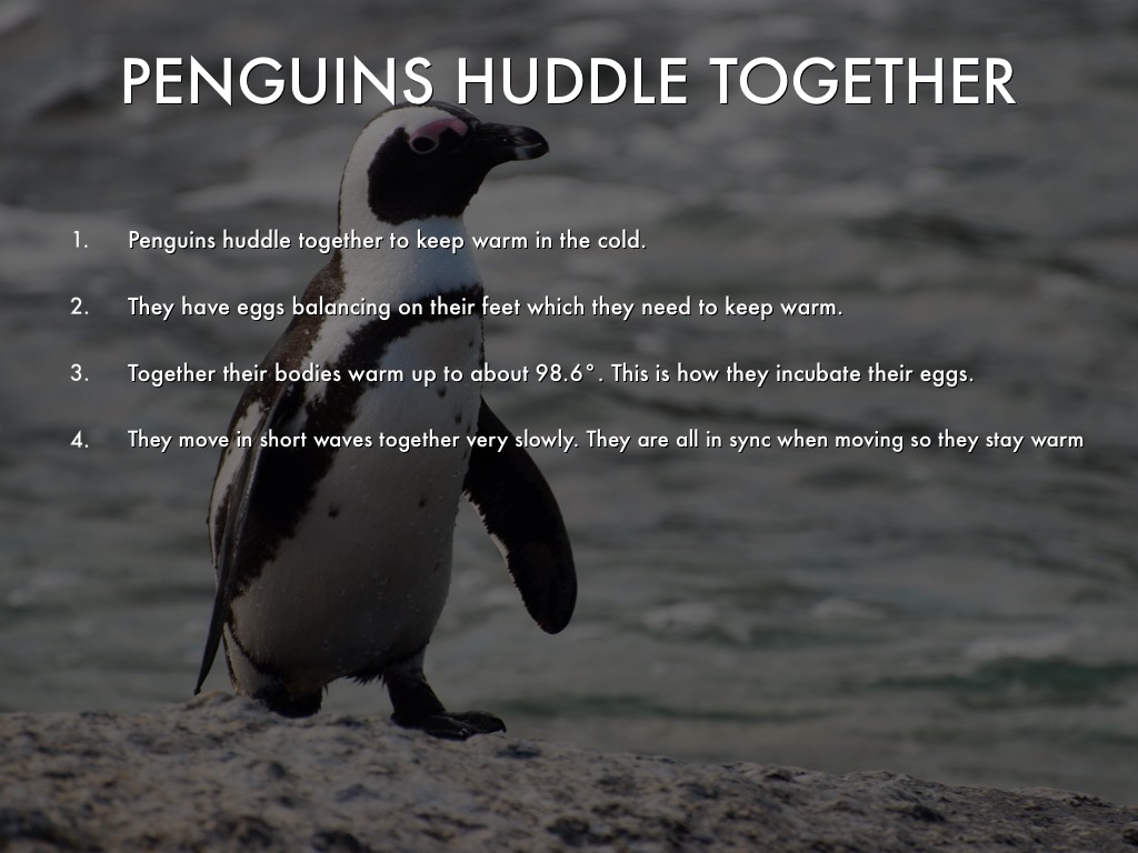Penguins by Kassidy Ackerman