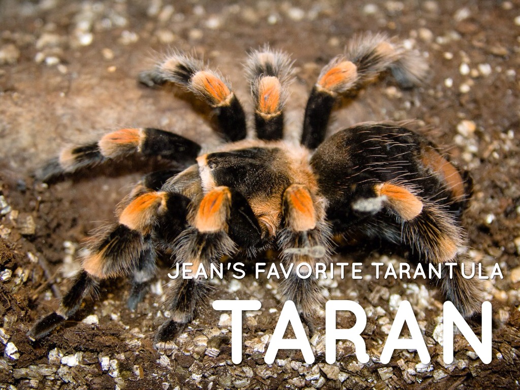The Tarantula In My Purse by Natasha Lemoine