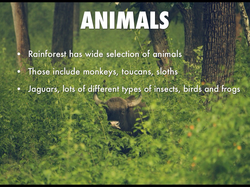 Tropical Rainforest by Amelia And Raquel