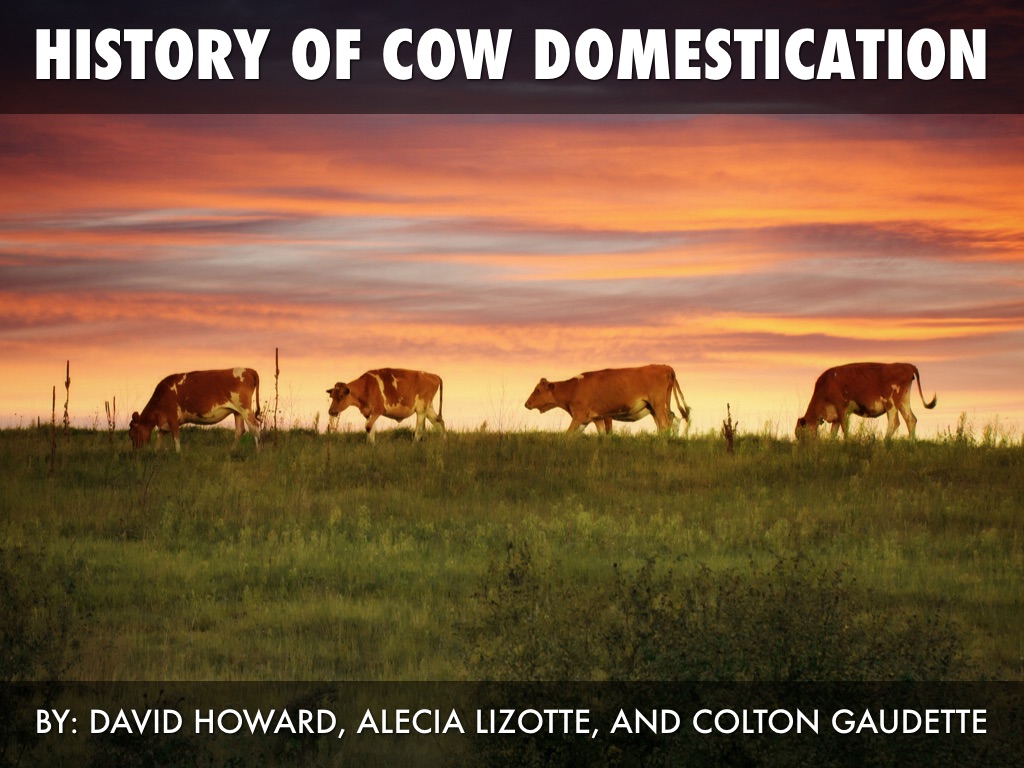 Cow Domestication by Colton Gaudette