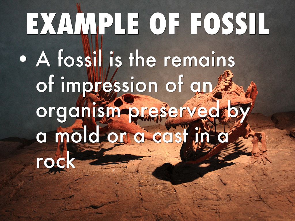 Fossils by Ethan Mielke