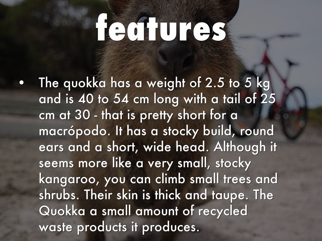 Quokka by Jesus Adame