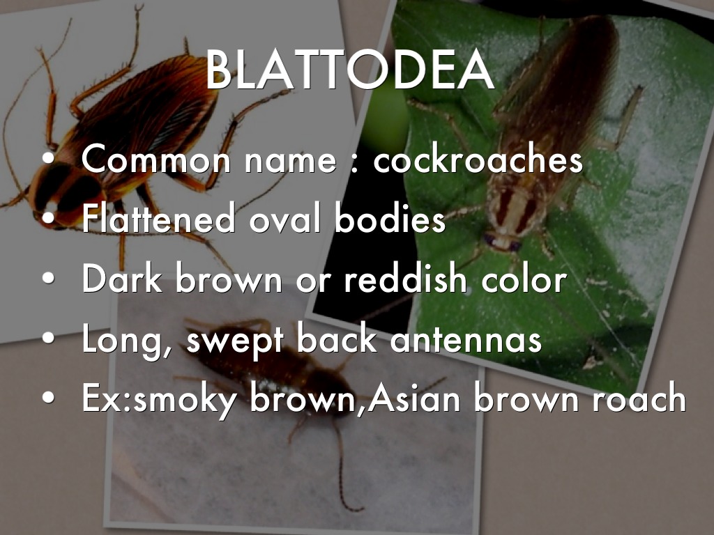 Insect Order Collection. by Ariel Herrera