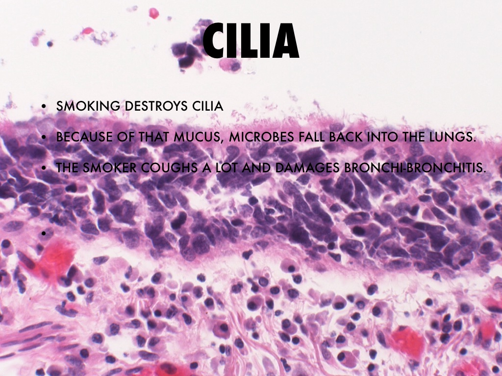 STOP SMOKING!!! by Leon Flint