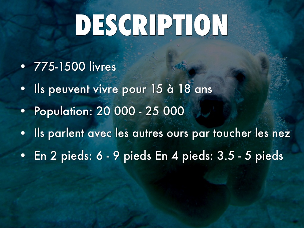 L'ours Polaire by wendy.nash