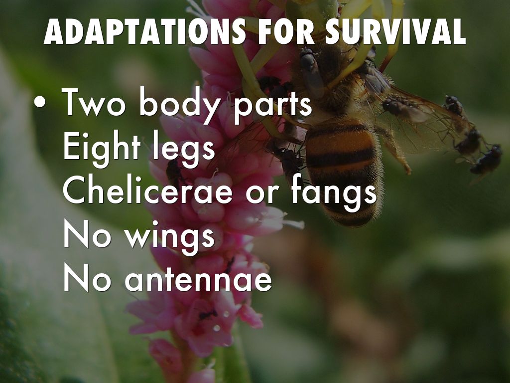 Lean And Dab by Kaleb Heath