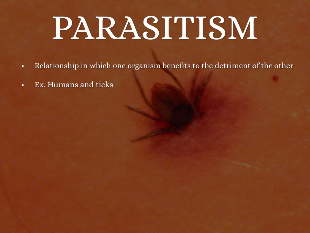 Chapters 33 & 34 by Avery Pilot