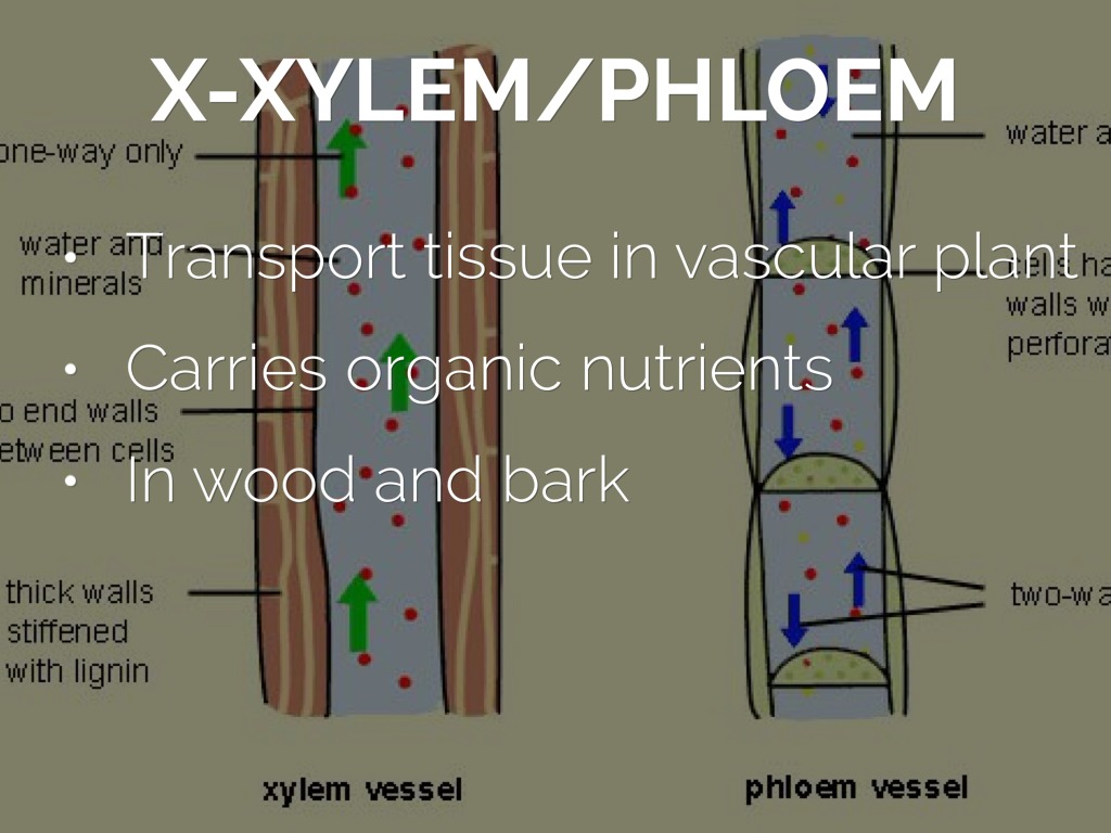 Phloem And Xylem Tree Trunk Posters Google Search Tree