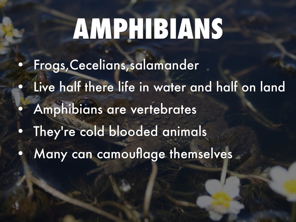 Invertebrates And Vertebrates by Jameson Matthies