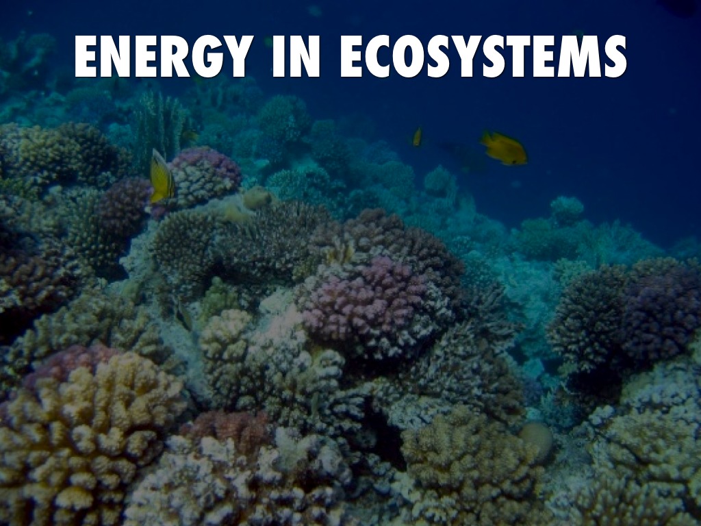 Energy In Ecosystems by Jordan Schwoeppe