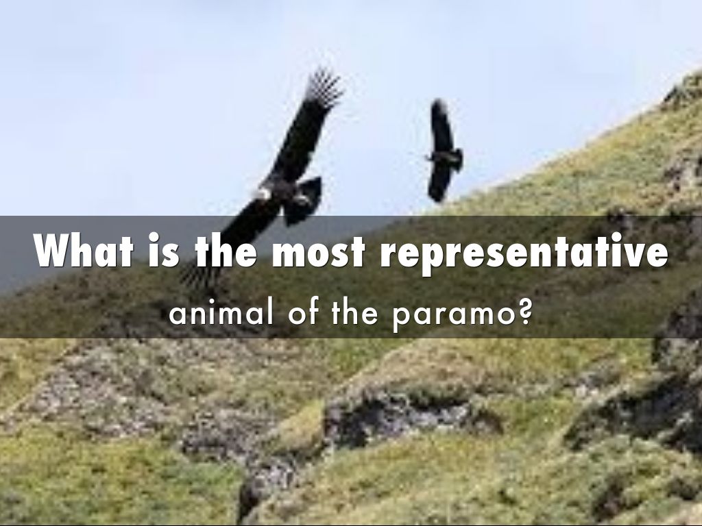 Fauna of the Paramo by Sebas Gonzalez