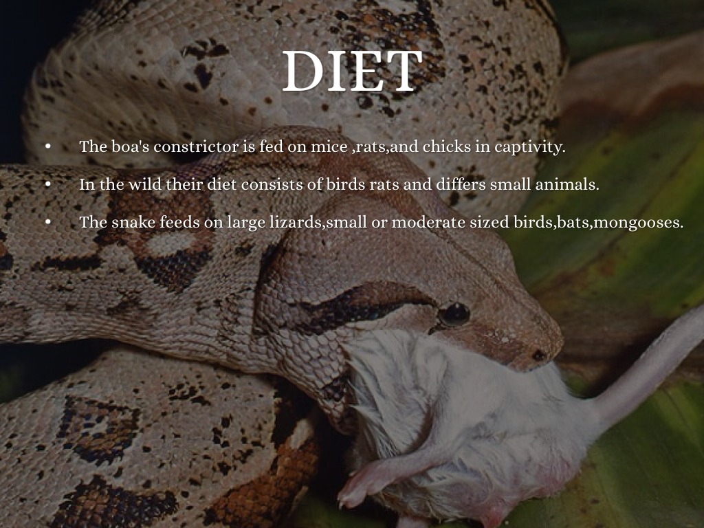 Snakes by Chase Puryear