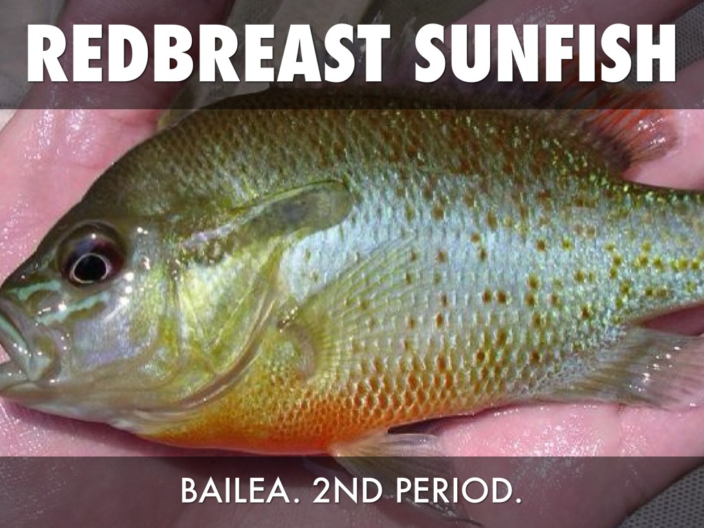 Redbreast Sunfish by branninb