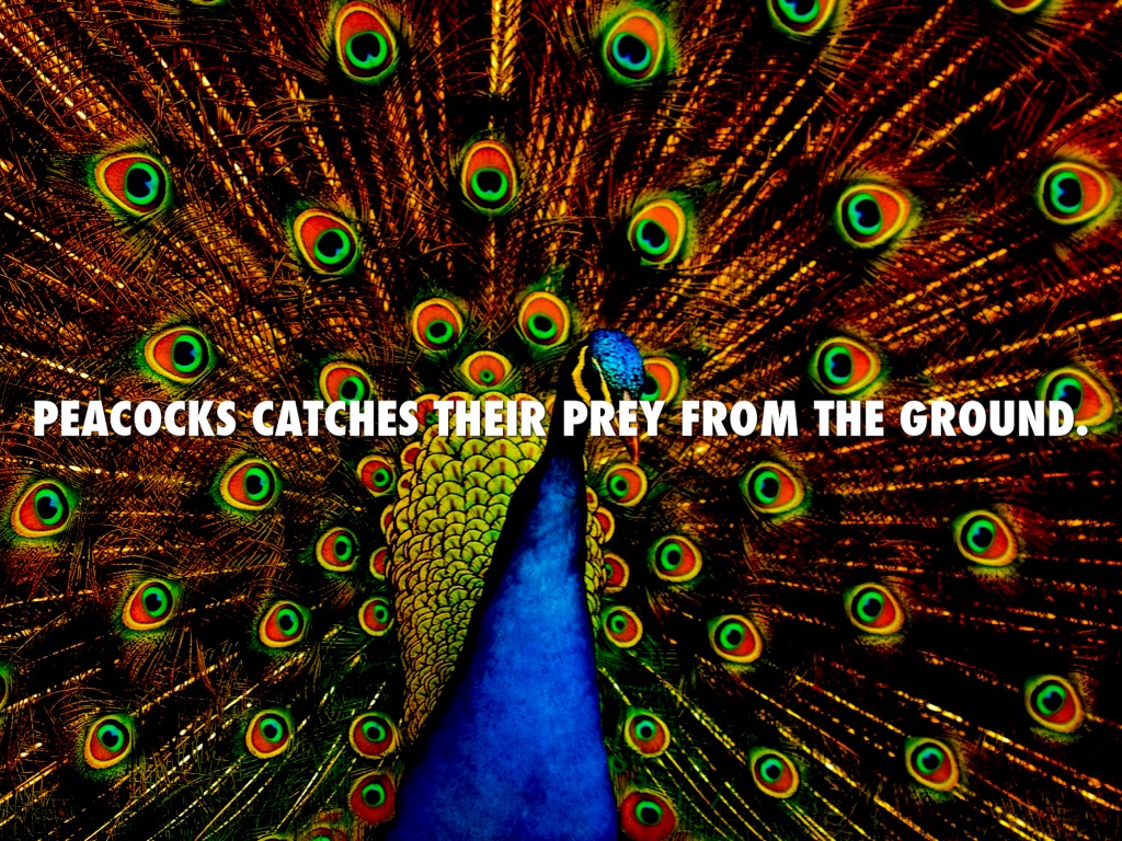 The Life Of A Peacock by Elvis Henriquez