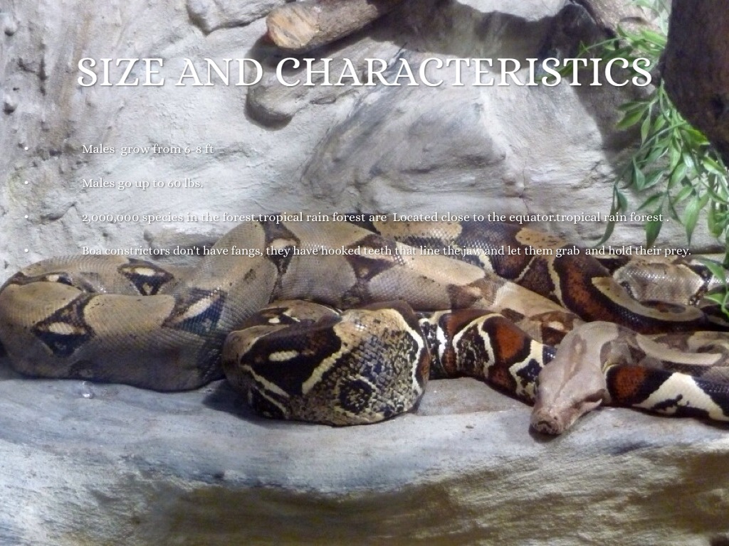 Snakes by Chase Puryear