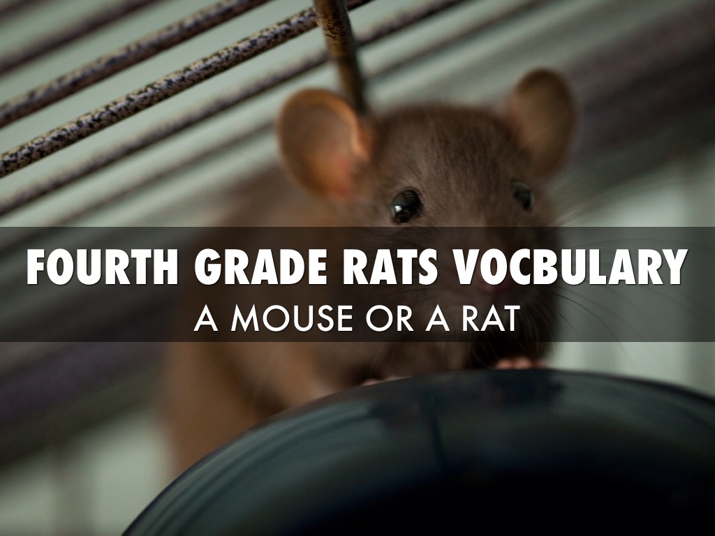 Fourth Grade Rats Vocabulary By Joshua N fourth-grade-rats-vocabulary-by-joshua-n