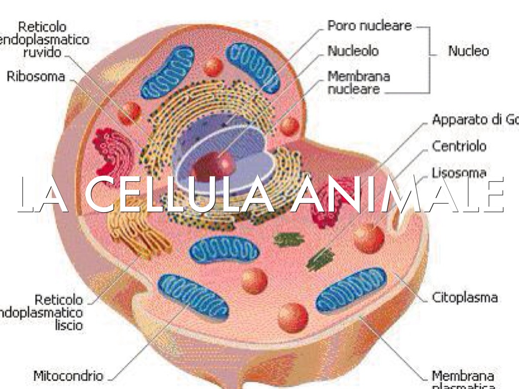 Le Cellule Eucariote by giusca1598