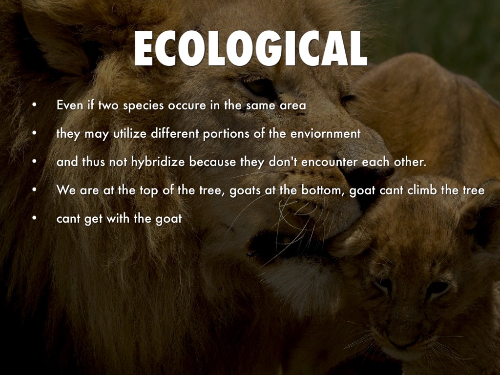 Honey Bee Phylum by mat24777