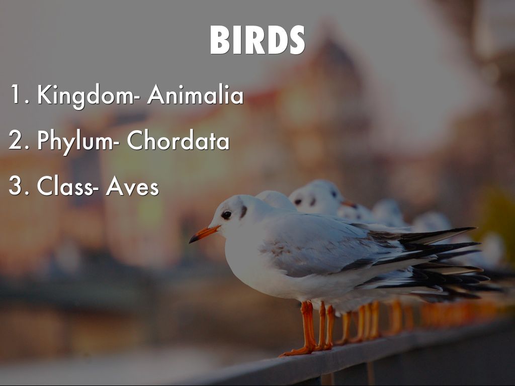 AVES AKA BIRDS by Kylen Marshall