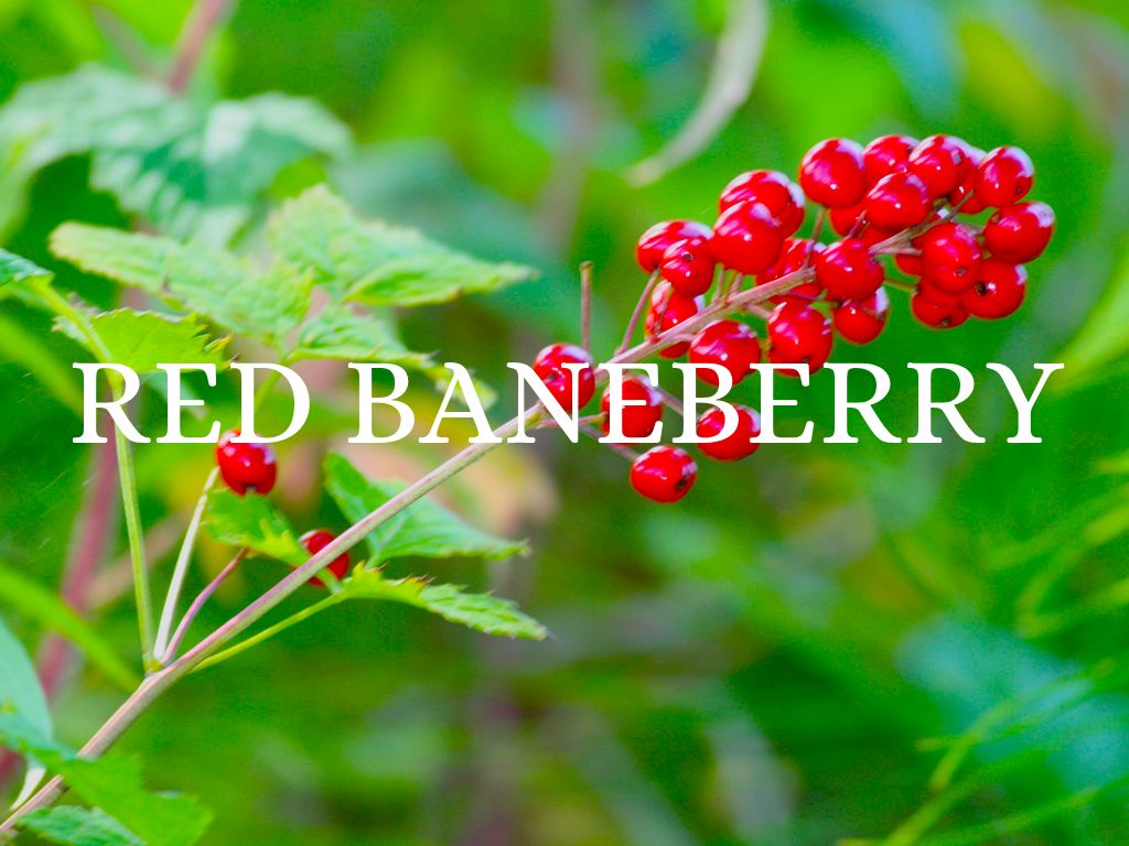Baneberry by Alexandria Nobiling