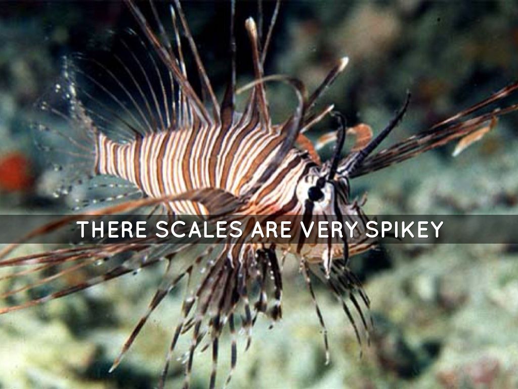 Haiku Deck In Action by deatil5708