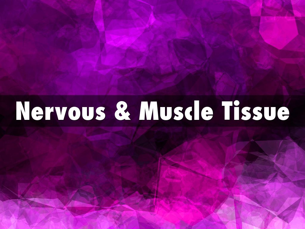 Nervous & Muscle Tissue by Sabrina Macmanus