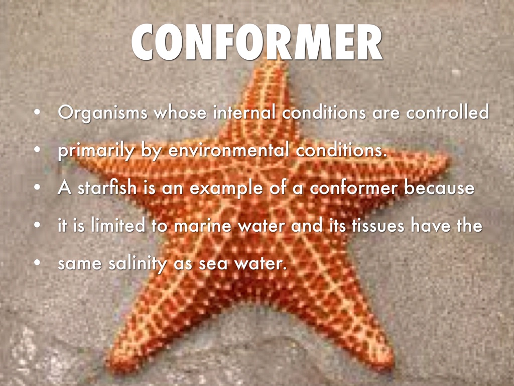 Ecology by Cassidy Hardin