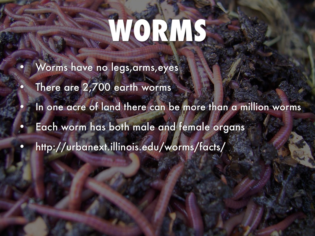 What Is A Worm In The Animal Kingdom at Donald Mcmillan blog