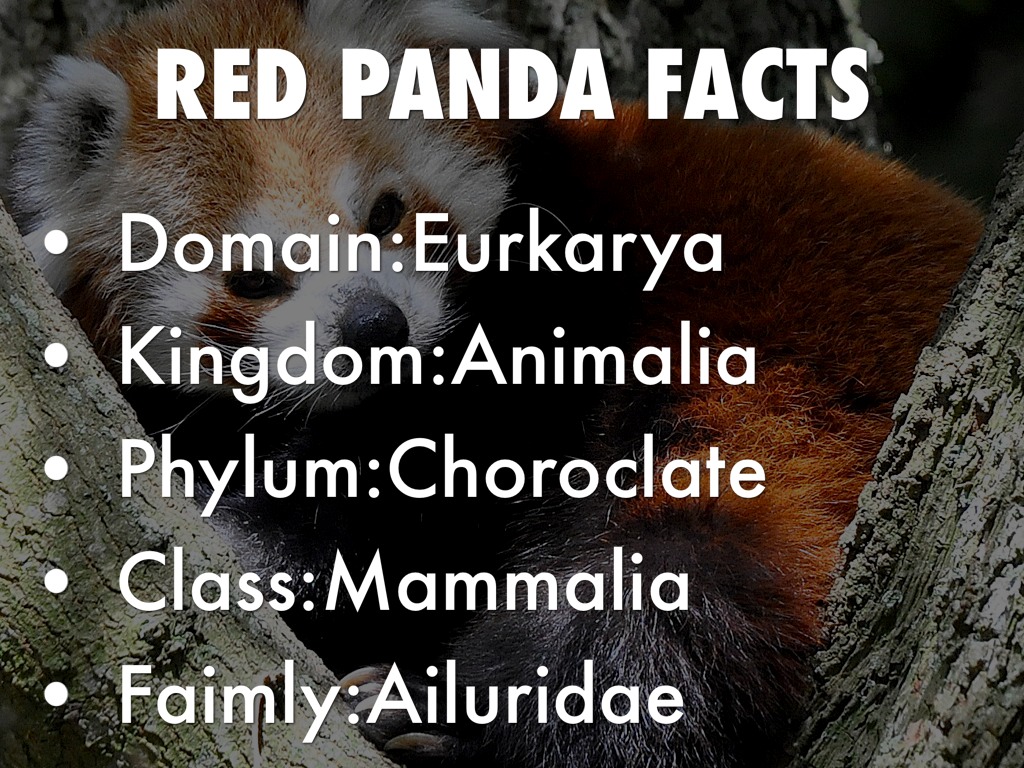 Copy of The Red Panda!!!! by morgana_creveling