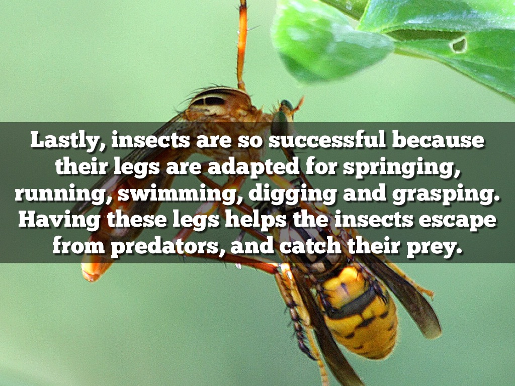 Insect Assessment by M S