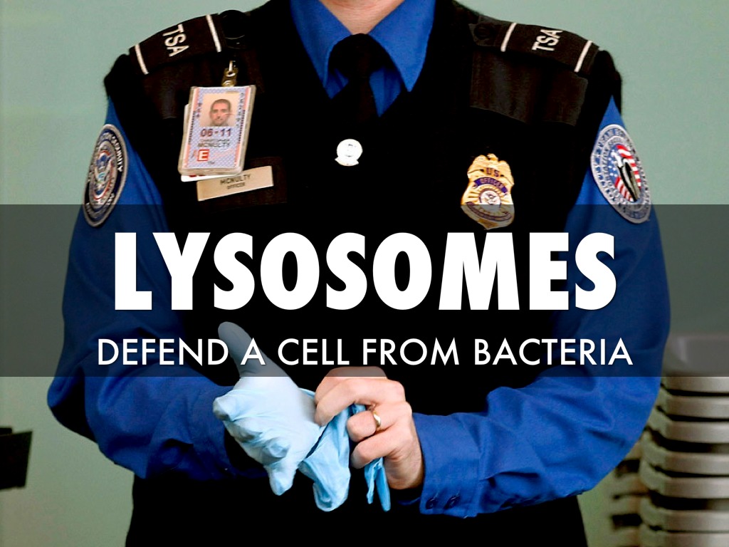 Seares Gaines P1 by Kenneth Seares