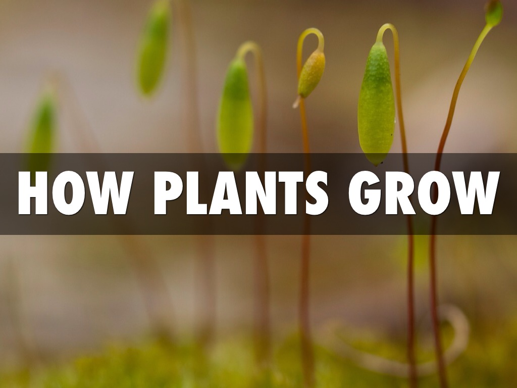 How Plants Grow by Jeanely Kalonga