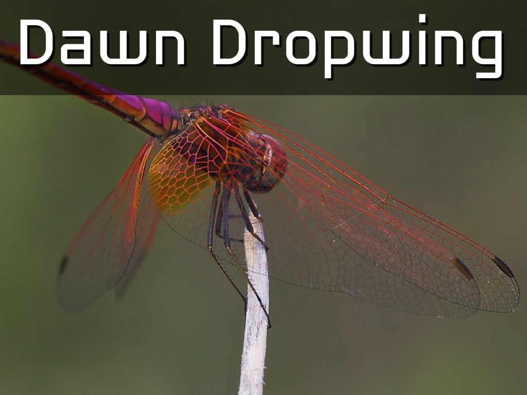 Gaurav's Field Guide by Ms. Harter's Class