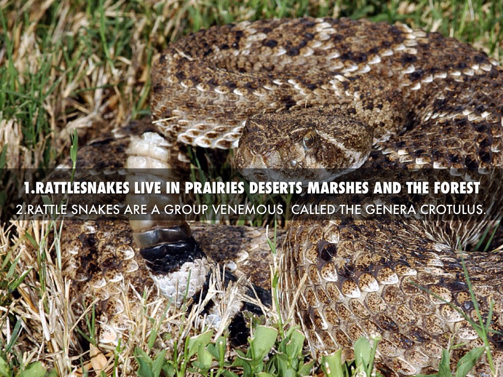 Rattlesnake Presentation by Bre Martin