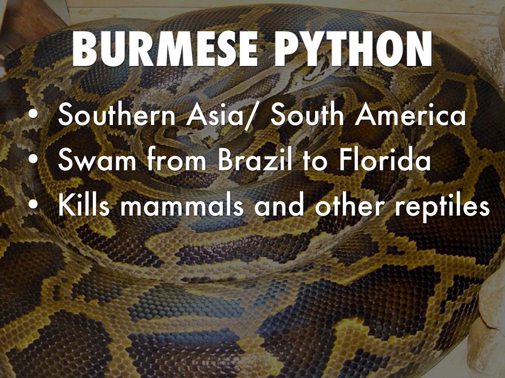 Invasive Species by Kyler Hutchins