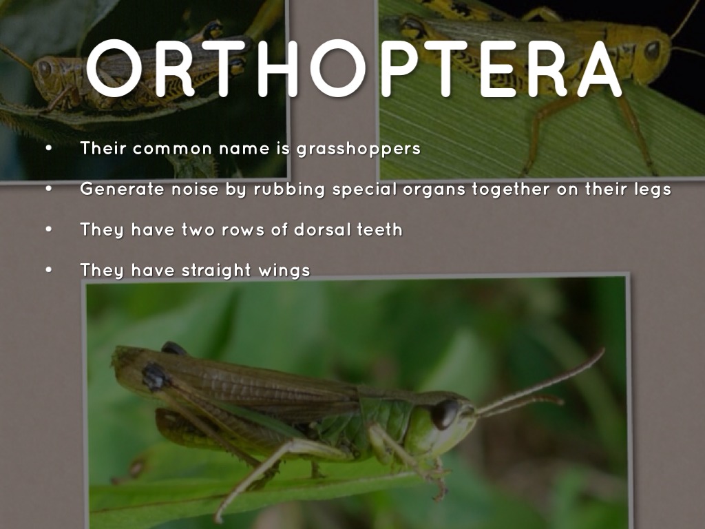 Animal Science by typhany_smith