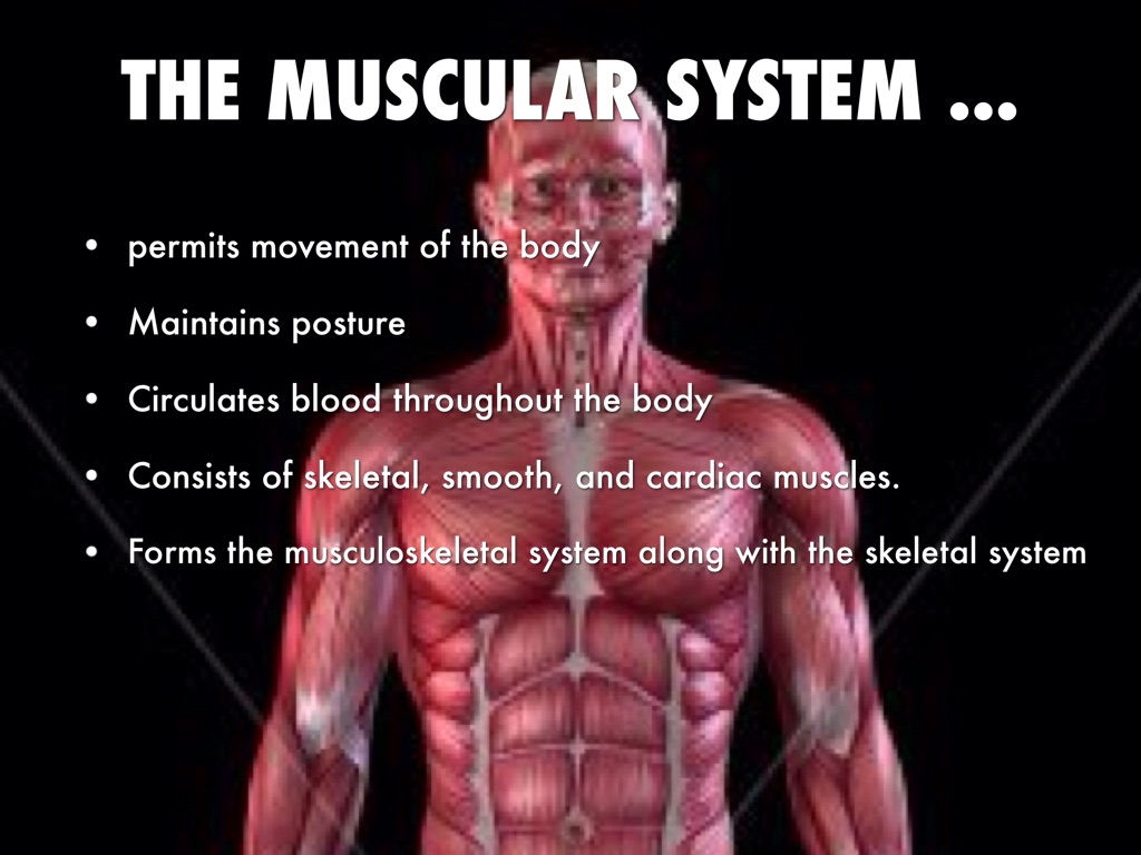 Muscular System by Betsy Elliott