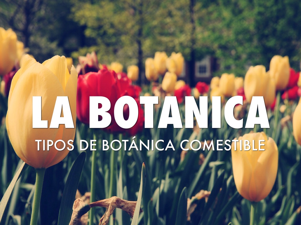 Botanica by Hanna Robles