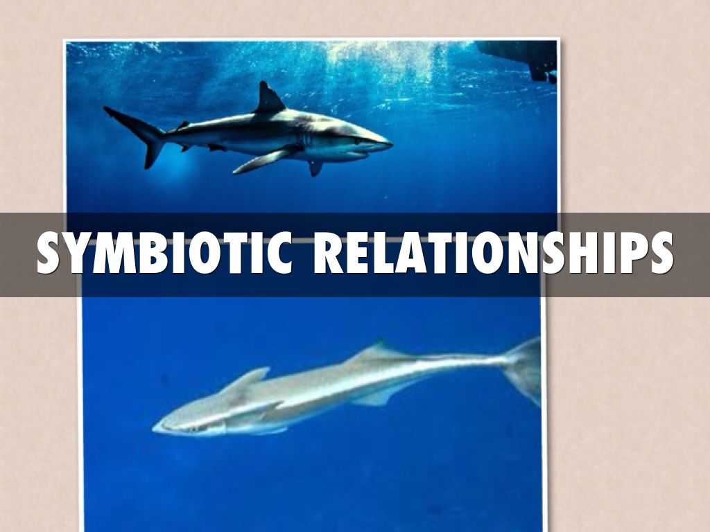Symbiotic Relationship by Michael Donoho