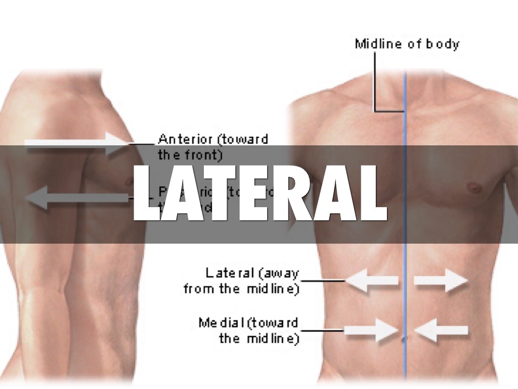 What Is Lateral View Anatomy At Kristin Daniels Blog