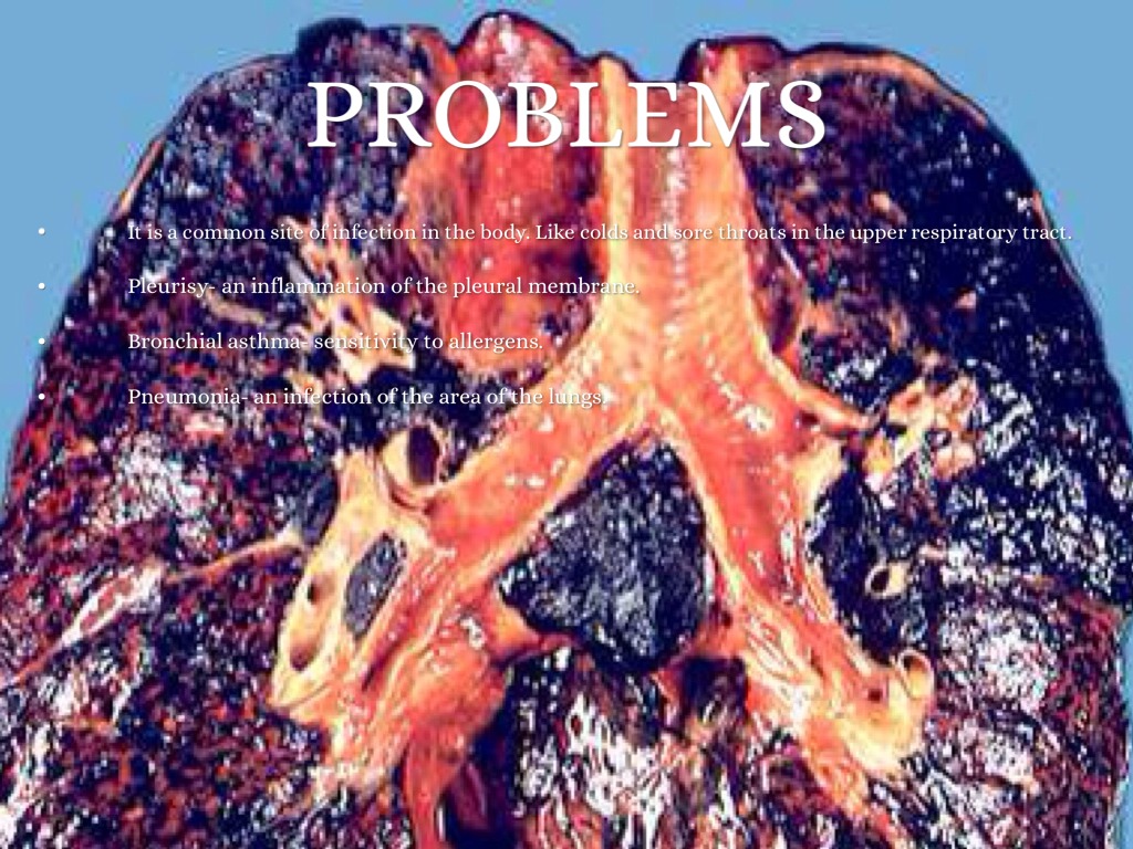 Respiratory System by Logan Luckett