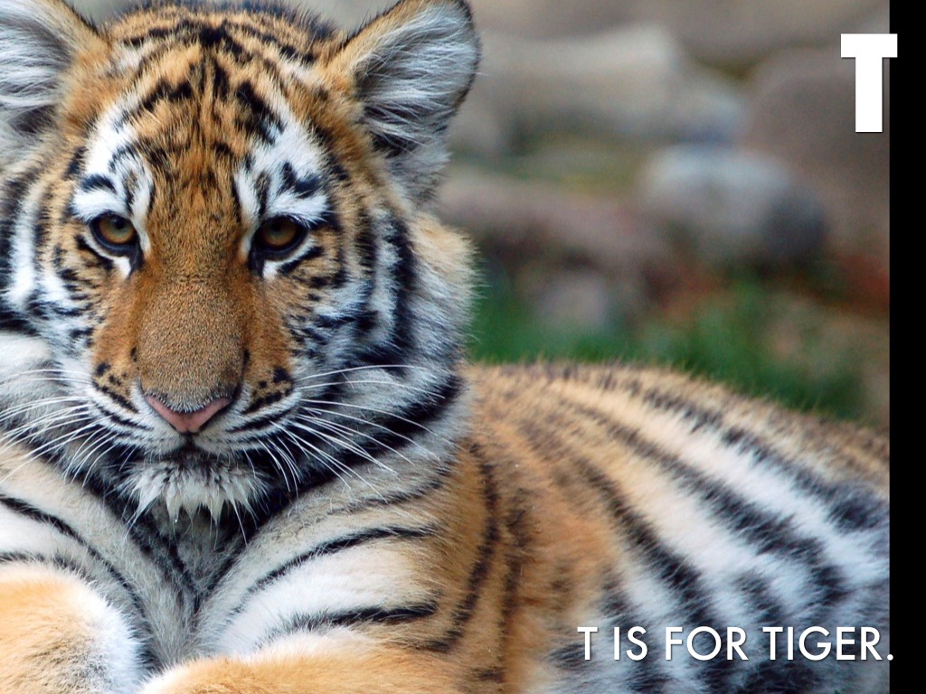 Animal Alphabet by kavaroots