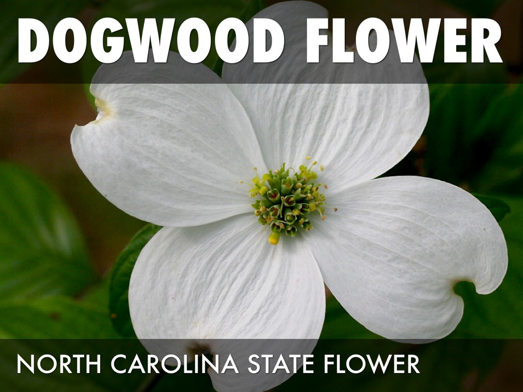 North Carolina Symbols By Ayla andrews North Carolina Symbols By Ayla andrews