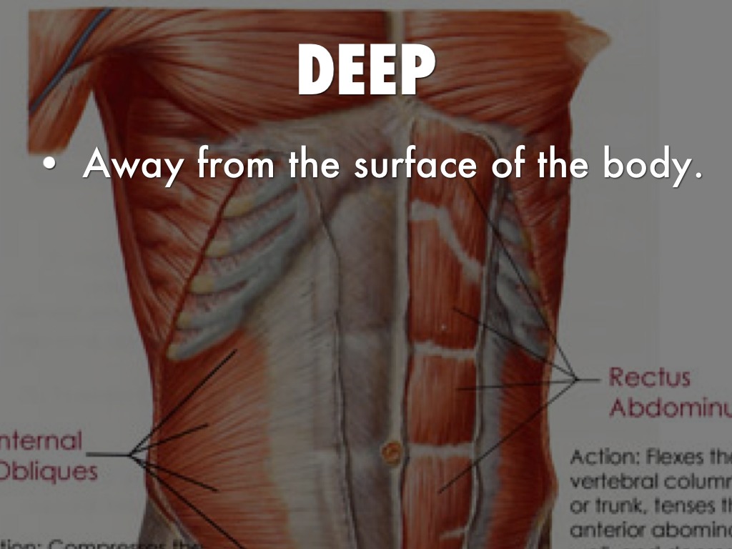 Anatomical Terms By Gaven O Connell Anatomical Terms By Gaven O Connell