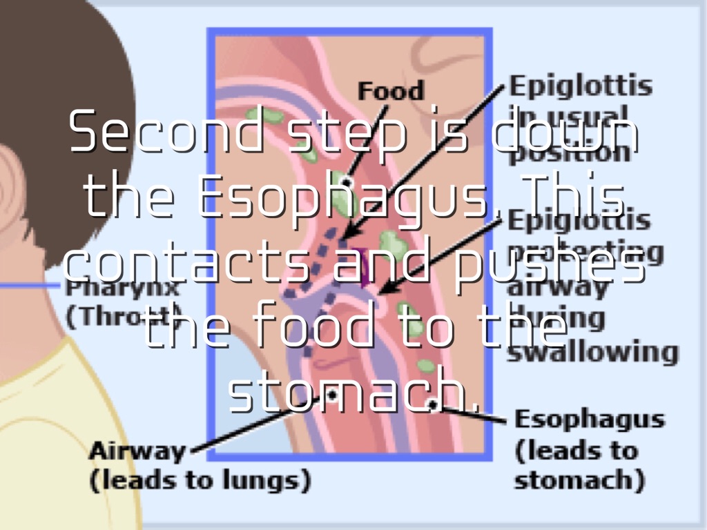 Digestive System Media Project by Alaina Morrow